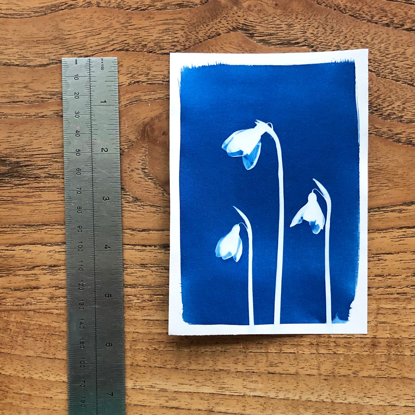 Easy Hand Painted Cyanotype Paper Kit by Daisy Bow – Daisy Bow Craft